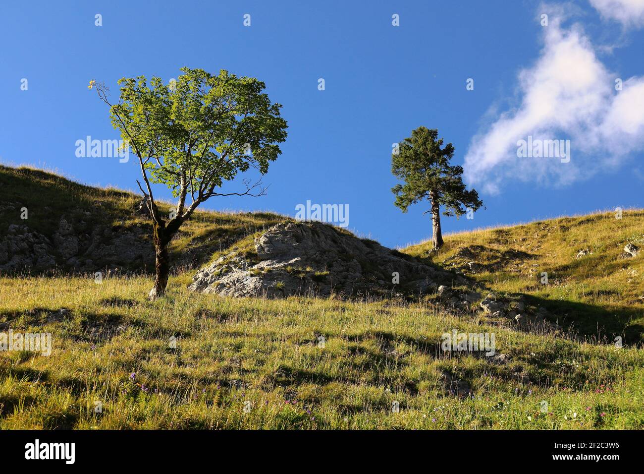 Hill mountain meadow trees hi-res stock photography and images - Alamy