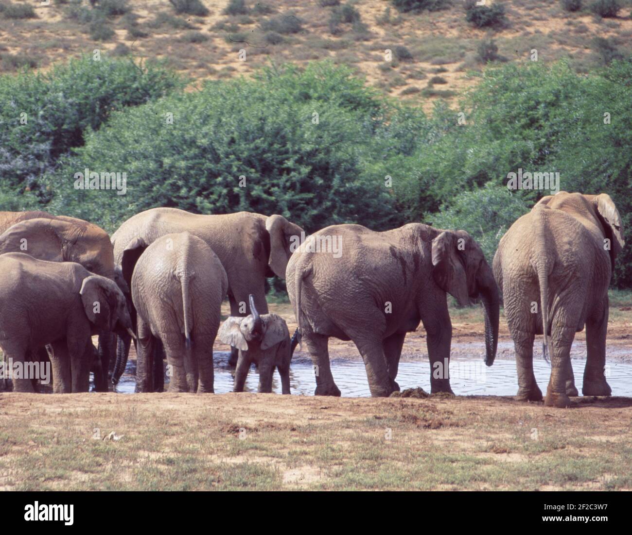 South Africa: A herd of elephants at the water hole in Addo Elephant ...