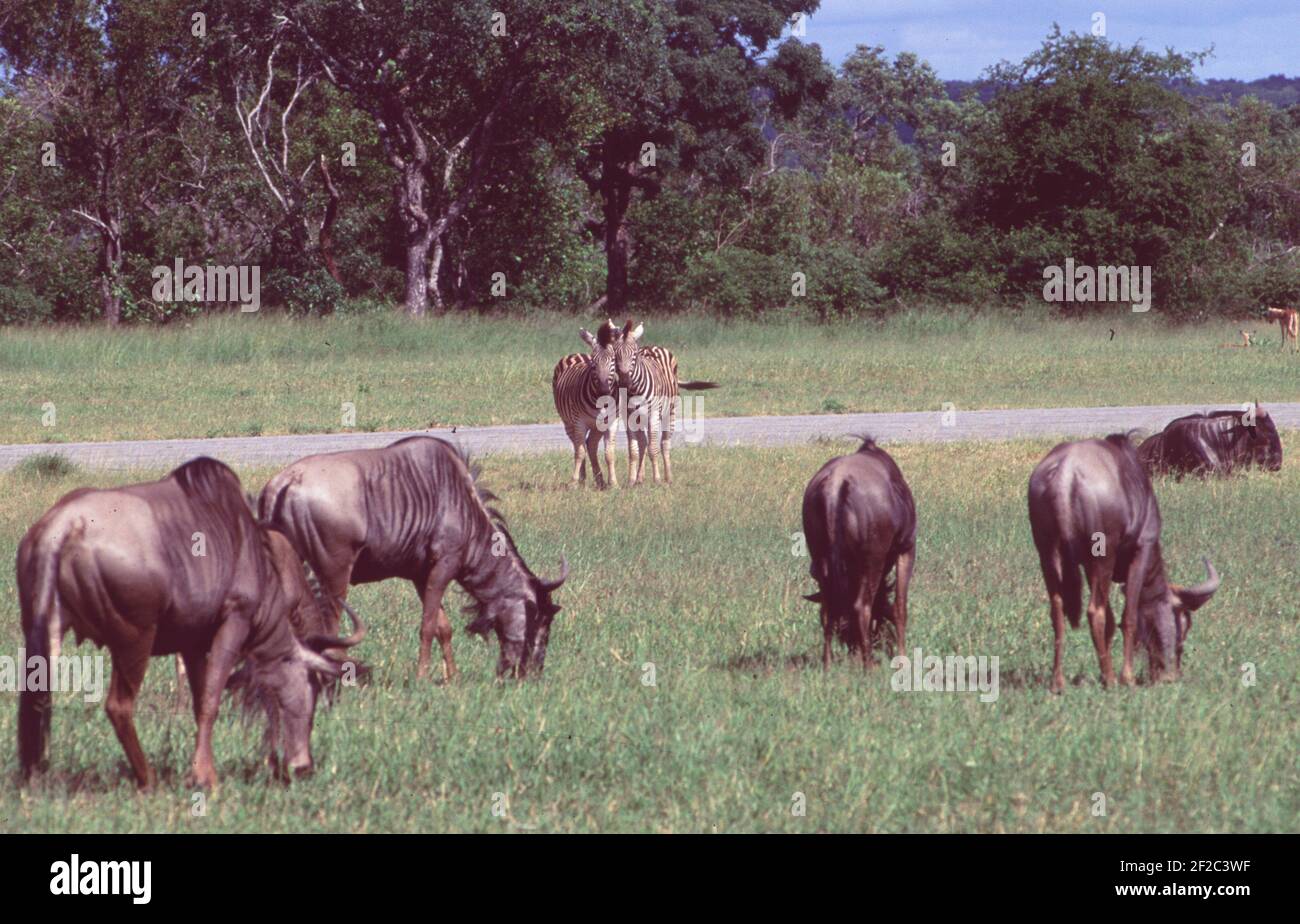 South Africa: The ultimate wild life experience in the Okavango Delta ...