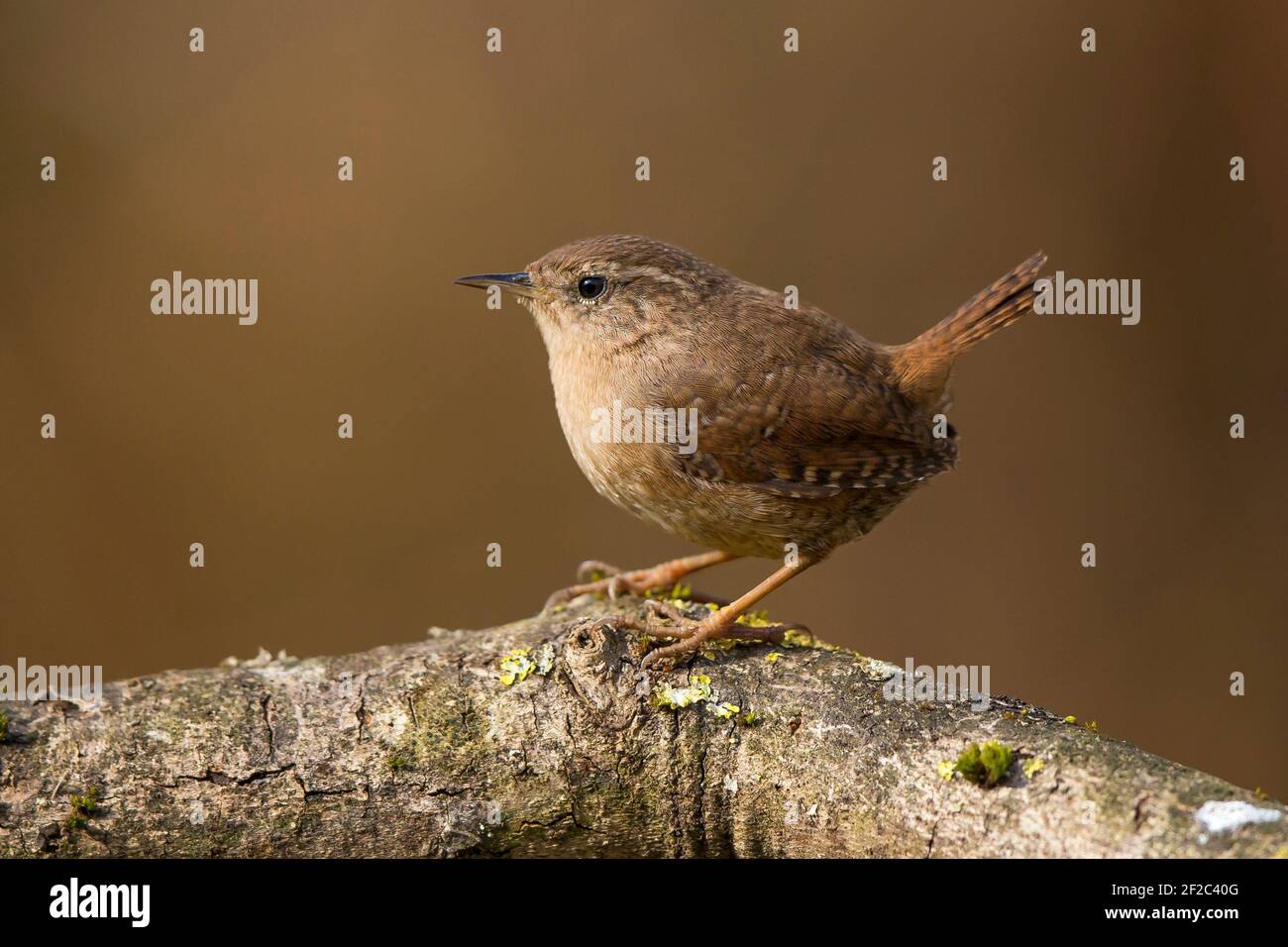 Side close up of wild, UK wren bird (Troglodytes troglodytes) standing ...