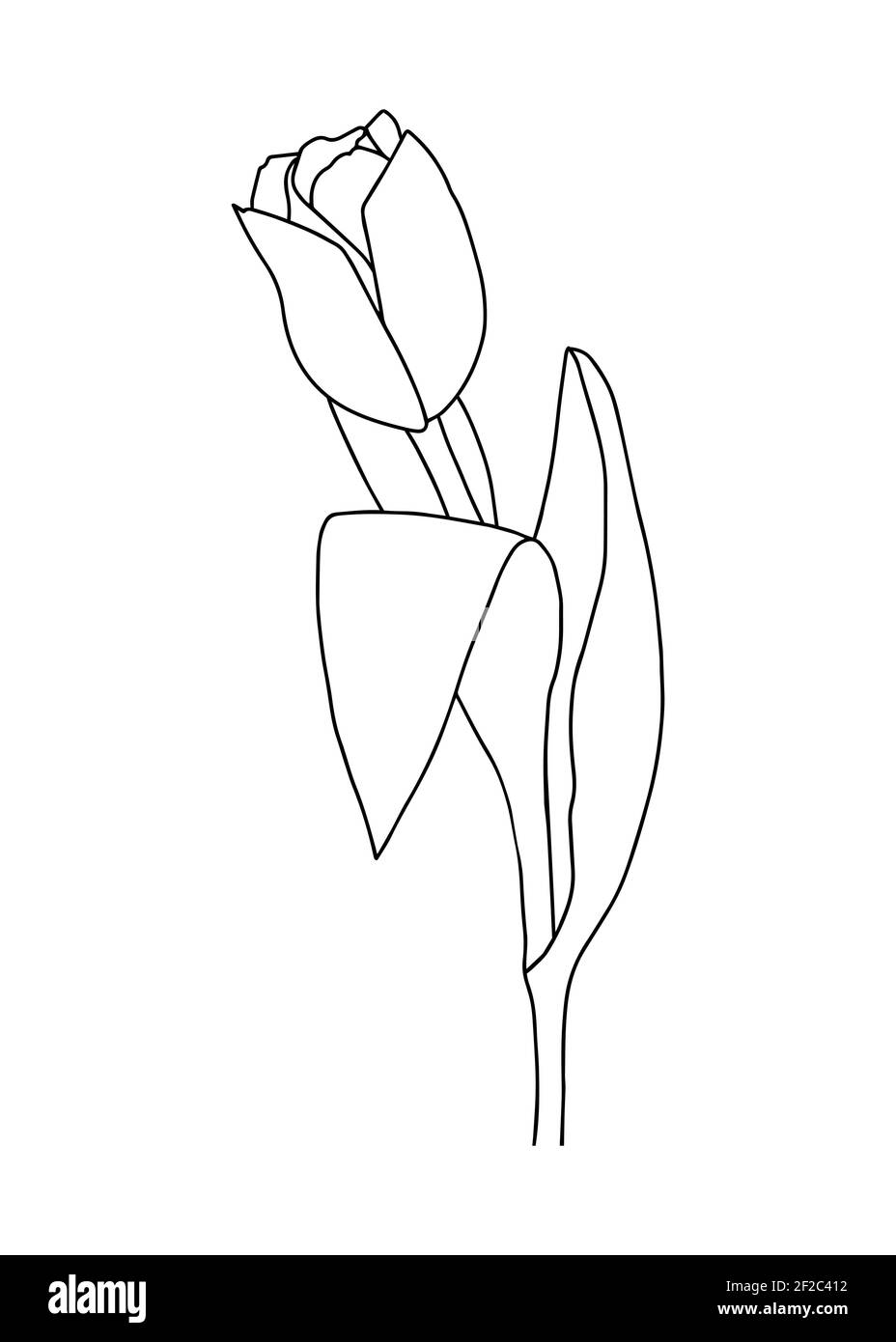 Vector illustration of a tulip. Doodle style. Suitable for design ...