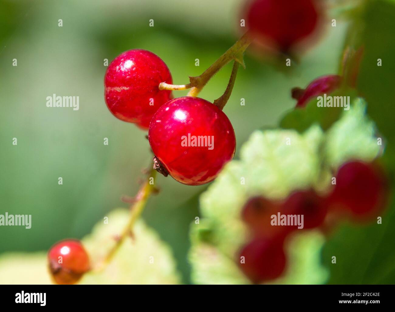 red currant berry on a branch in the natural environment Stock Photo ...