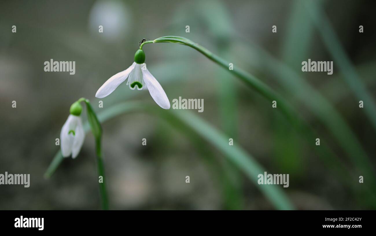 Snowdrop beginning spring hi-res stock photography and images - Alamy