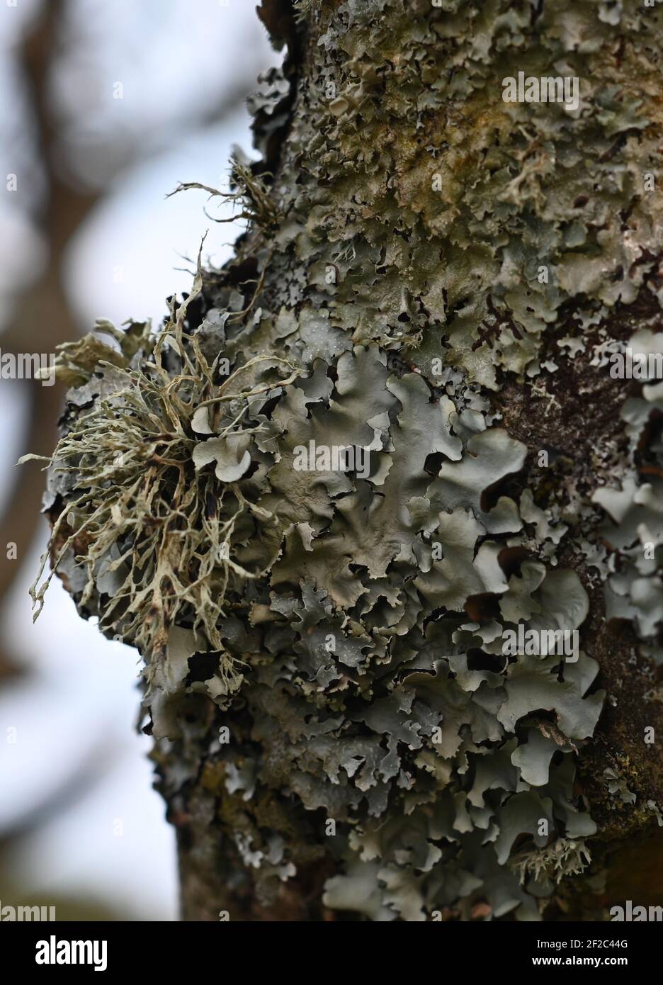 Lichen encrusted tree trunk Stock Photo - Alamy