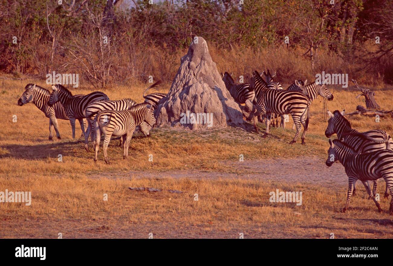 Botswana: The ultimate wild life experience in the Okavango Delta and ...