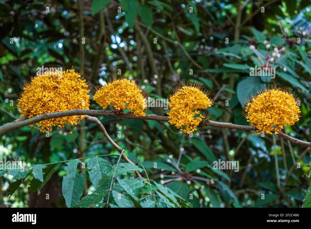 Yellow Saraca (Saraca dives Stock Photo - Alamy
