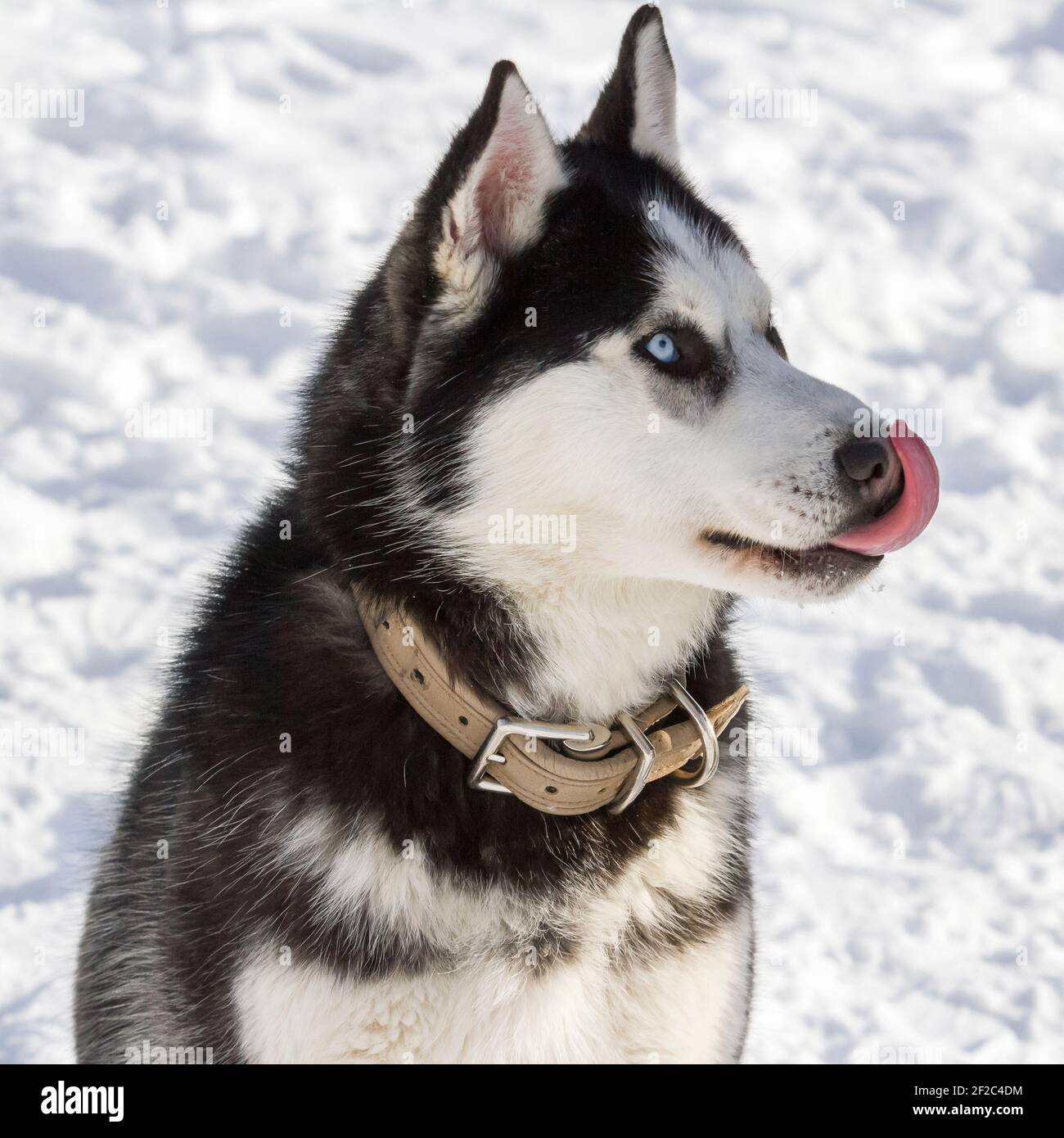 Portrait of big husky with blue eyes Stock Photo - Alamy