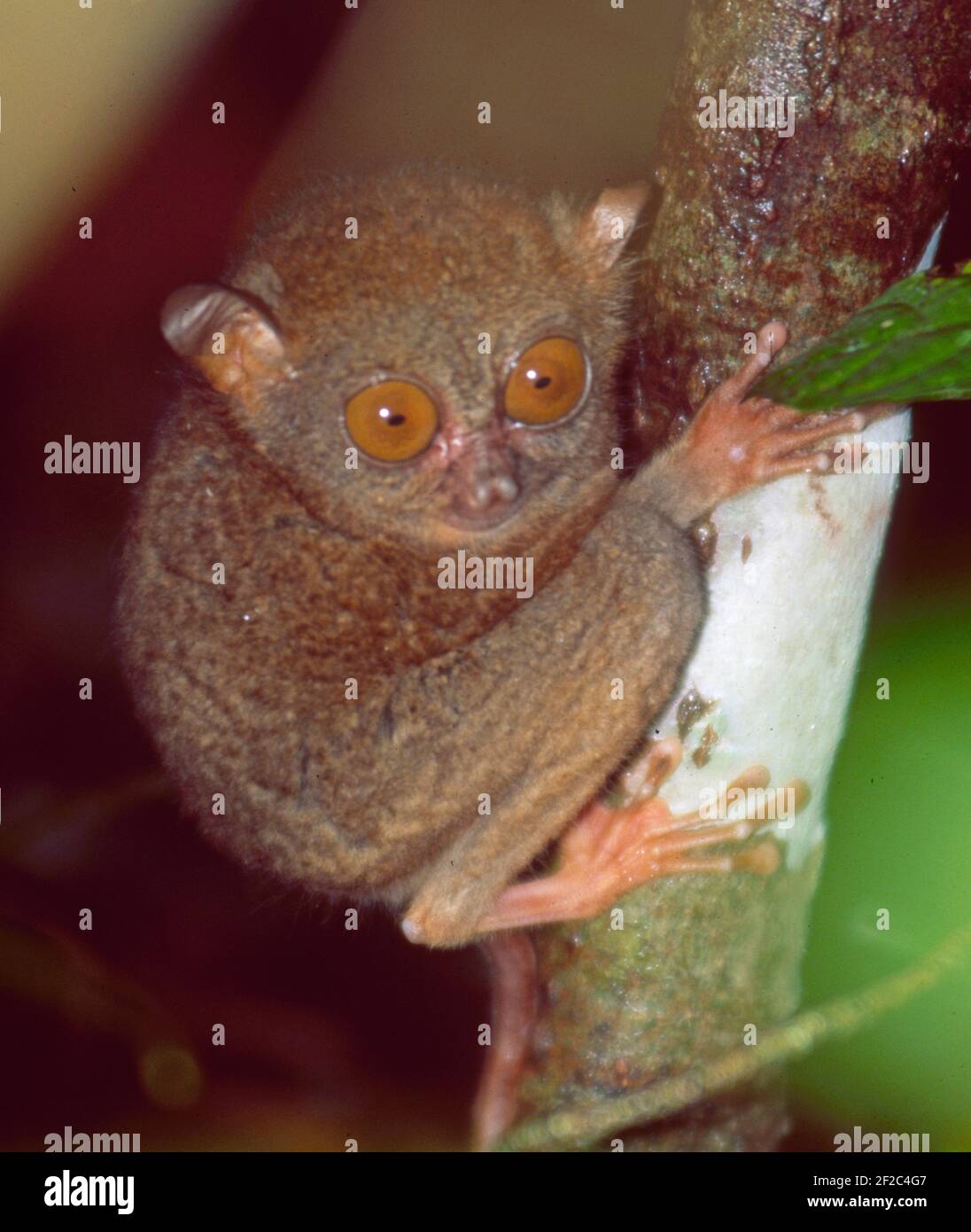 Malaysia: Tarsier monkeys belongs to the endangered species in the rain ...
