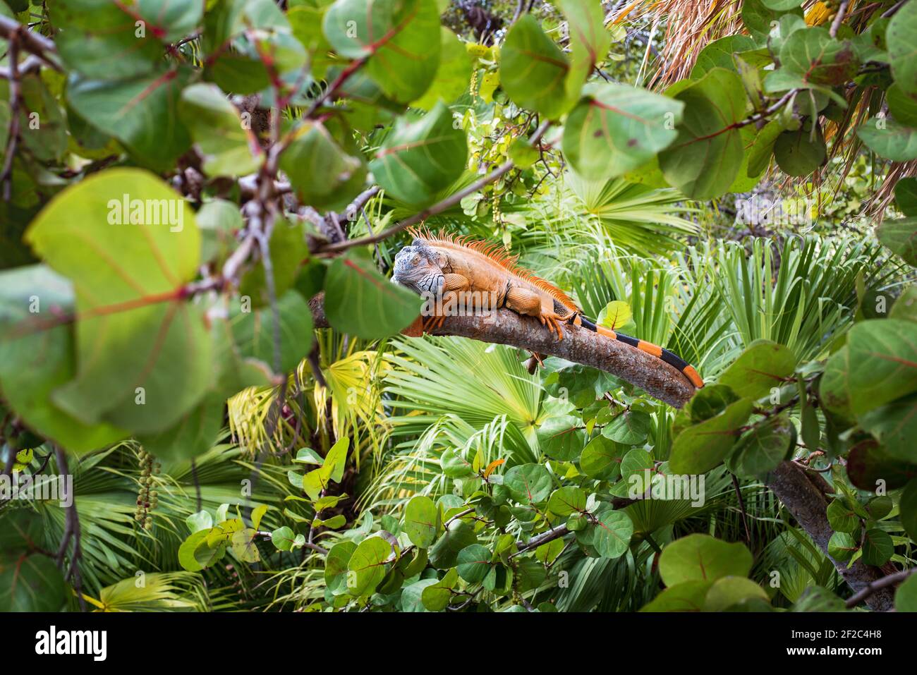 Foliage hiding iguana hi-res stock photography and images - Alamy