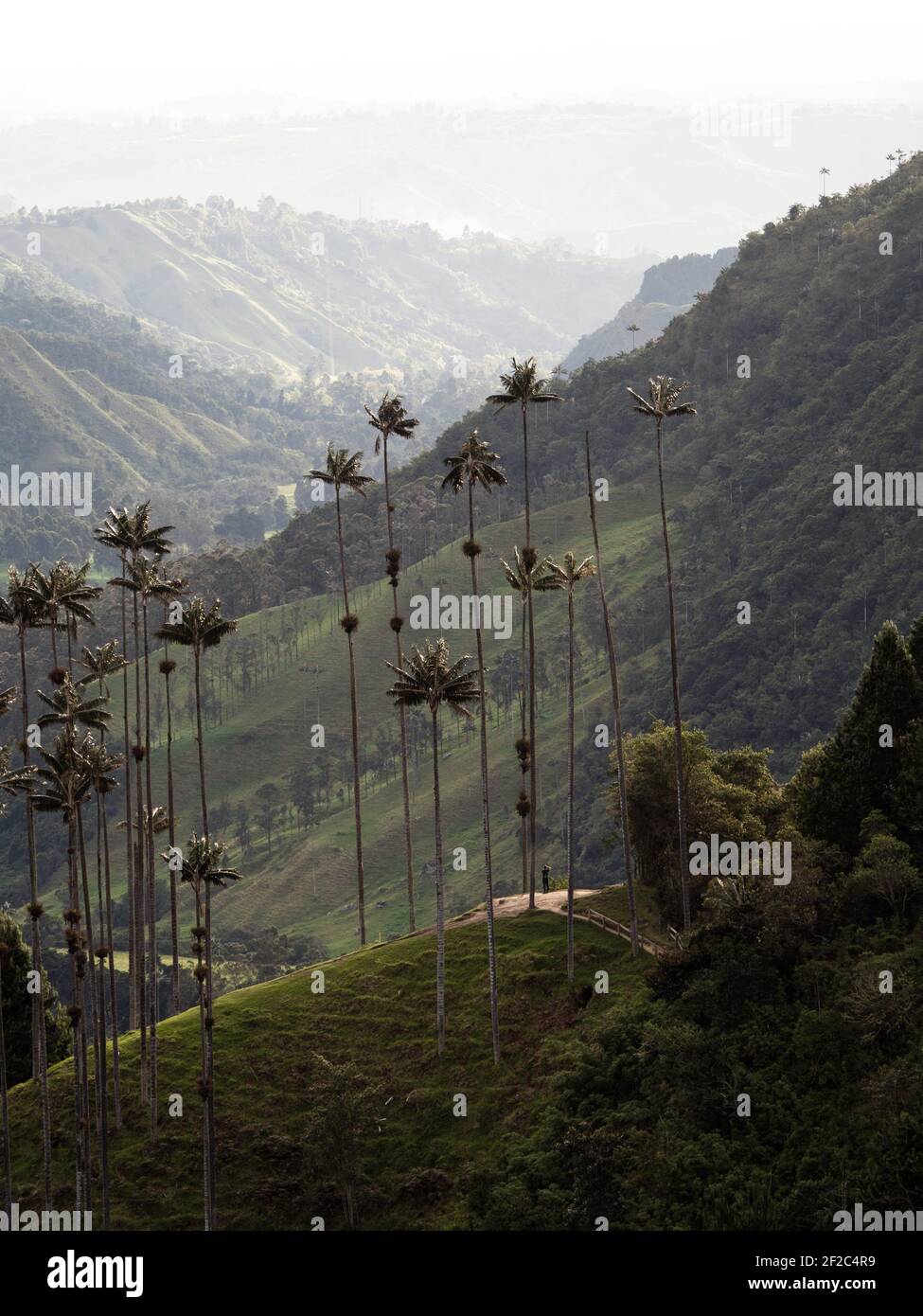 Quindío Wax Palm Colombia Central Andes Hi Res Stock Photography And