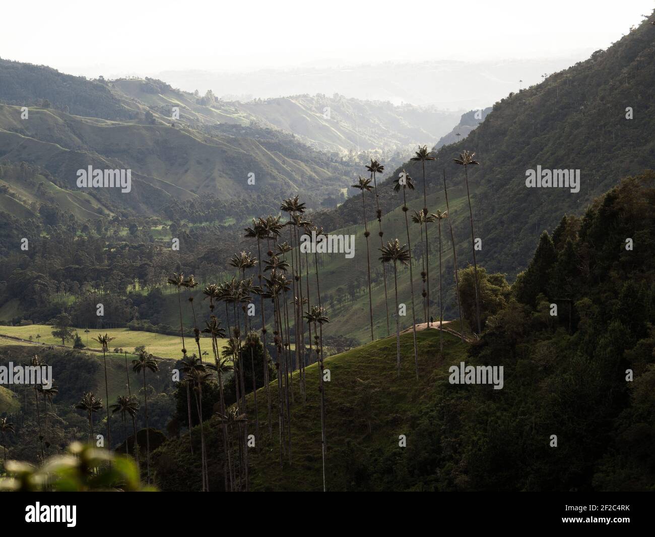 Aerial outdoor nature landscape panorama of tall wax palm trees in ...