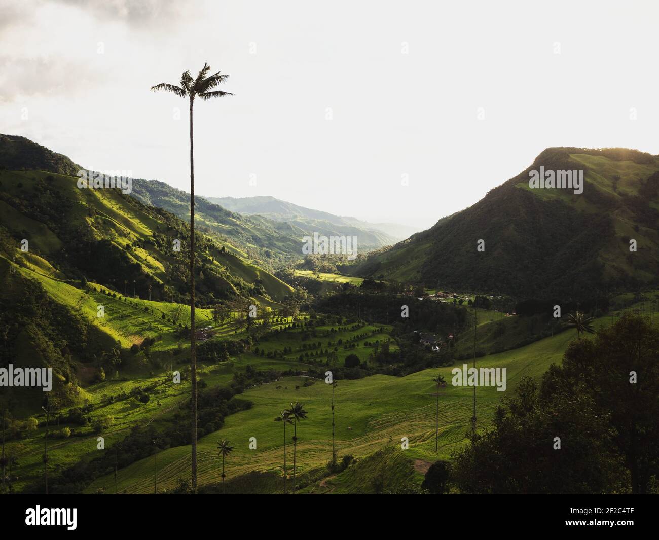 Aerial outdoor nature landscape panorama of tall wax palm trees in ...