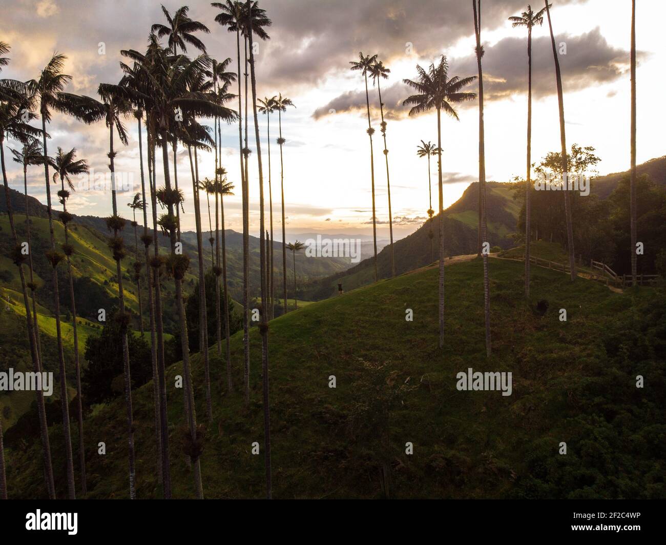 Quindío wax palm colombia central andes hi-res stock photography and ...
