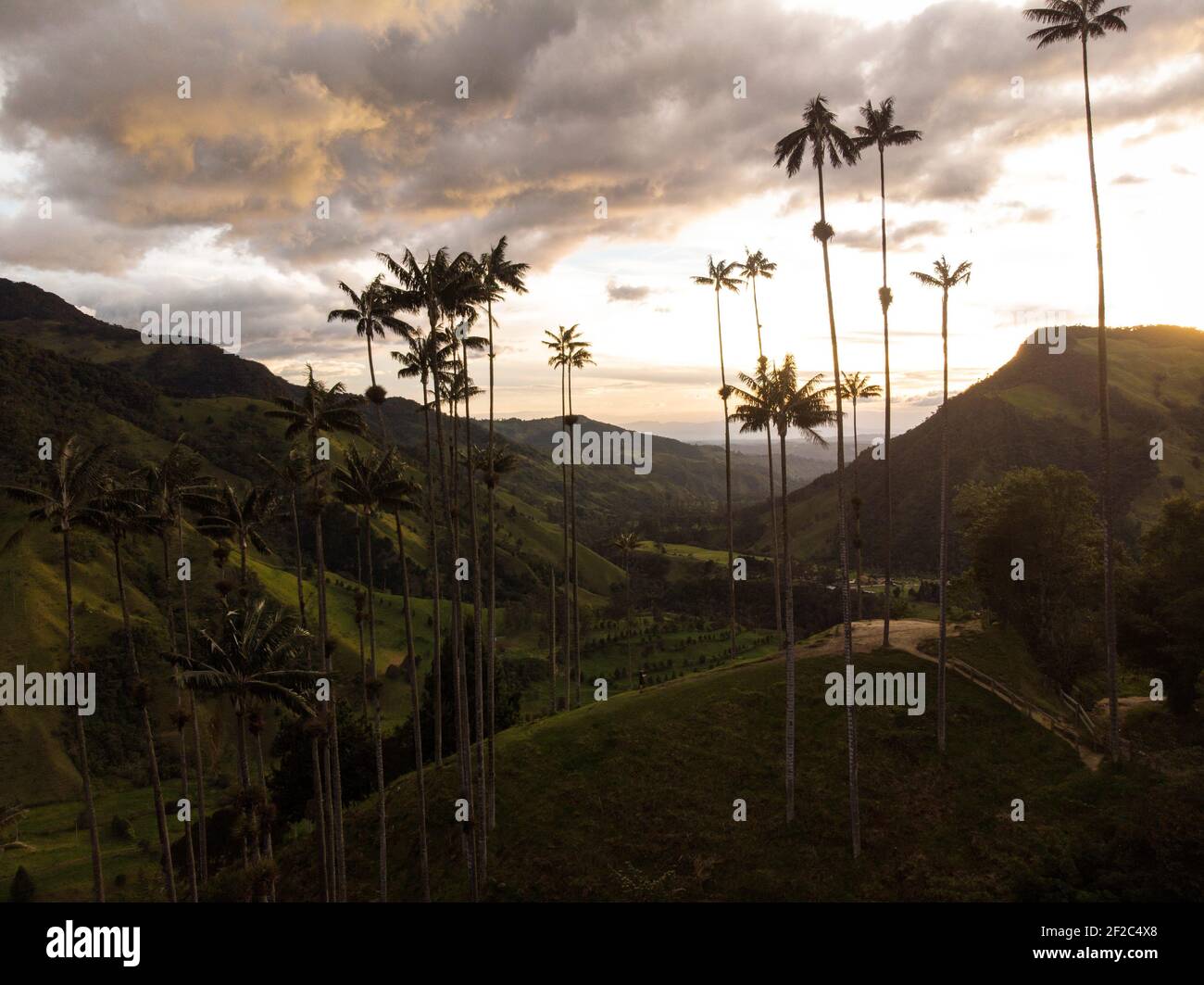 Aerial outdoor nature landscape panorama of tall wax palm trees in ...