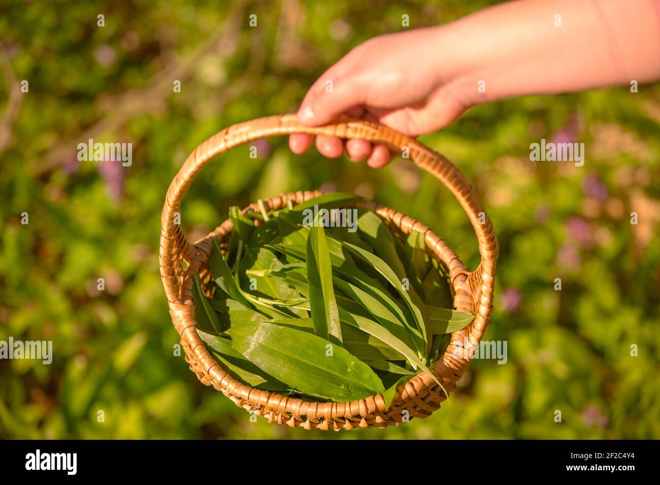 Pretty young woman harvesting fresh bear garlic in the forest ...