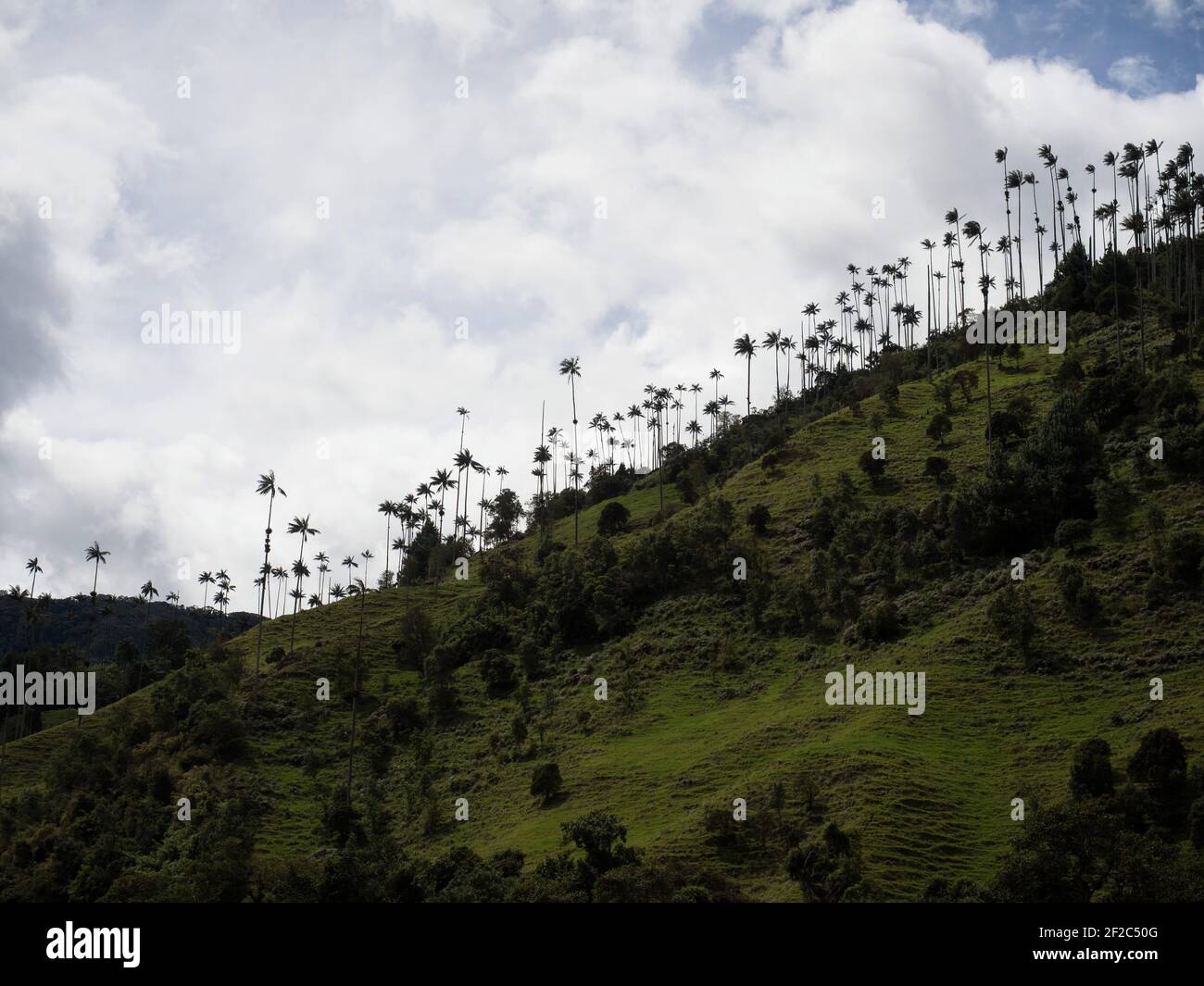 Outdoor nature landscape panorama of tall wax palm trees in Valle del ...