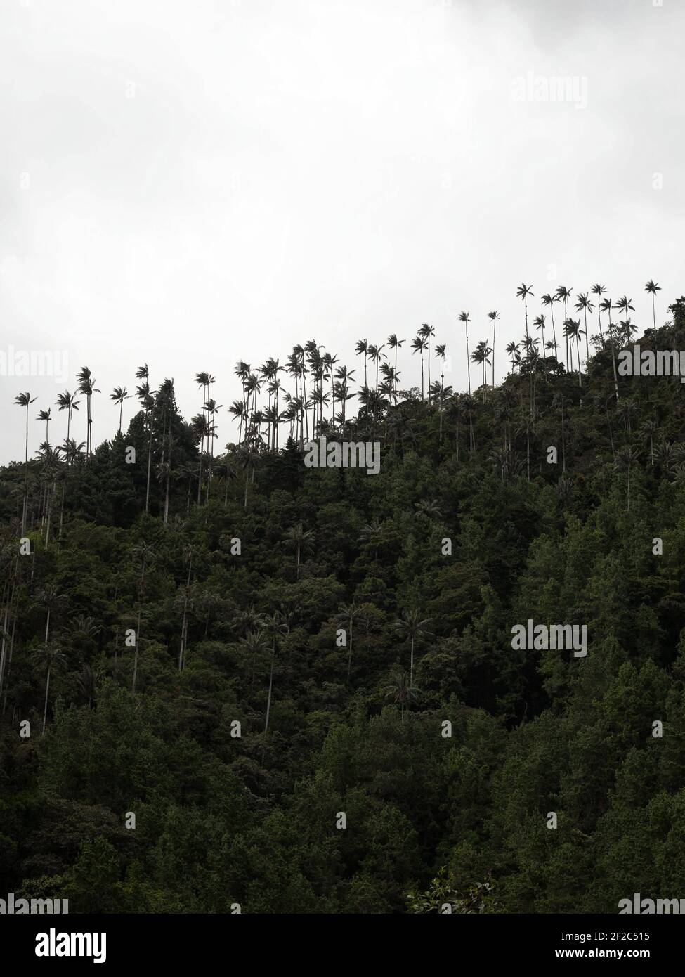 Outdoor nature landscape panorama of tall wax palm trees in Valle del ...