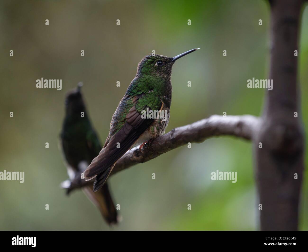 Two green buff-tailed coronet Boissonneaua flavescens hummingbirds ...