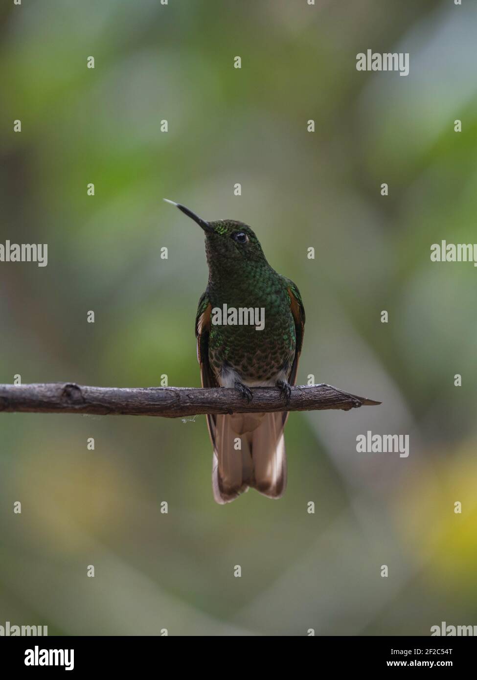 Isolated green buff-tailed coronet Boissonneaua flavescens hummingbird ...