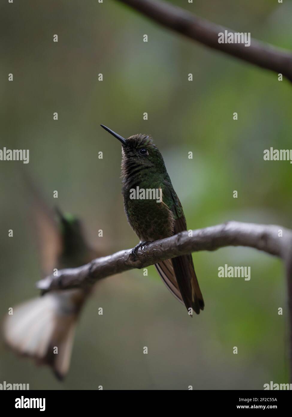 Two green buff-tailed coronet Boissonneaua flavescens hummingbirds ...