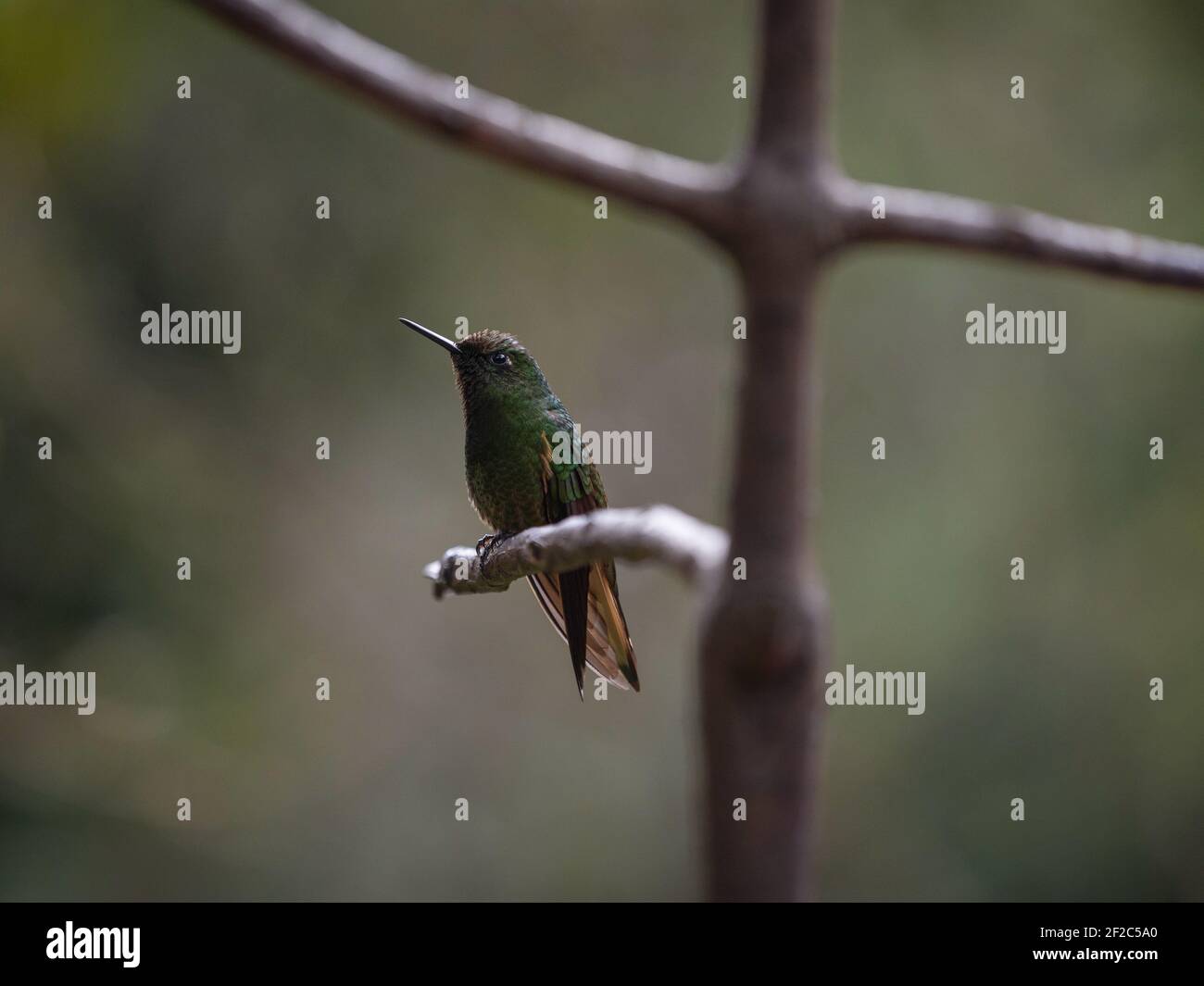 Isolated green buff-tailed coronet Boissonneaua flavescens hummingbird ...