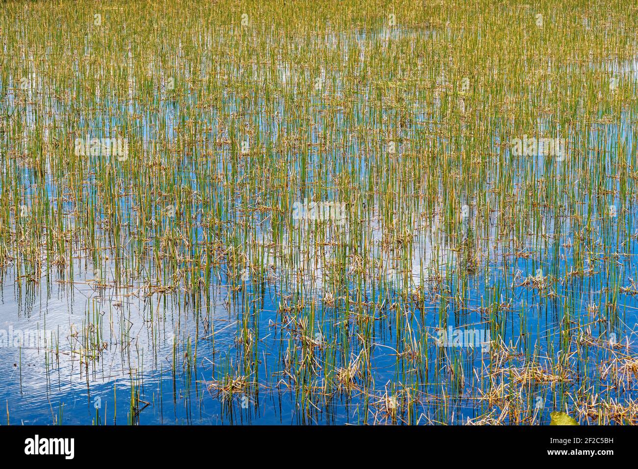 Emersed grasses growing in wetlands, with reflected sky - Chapel Trail ...