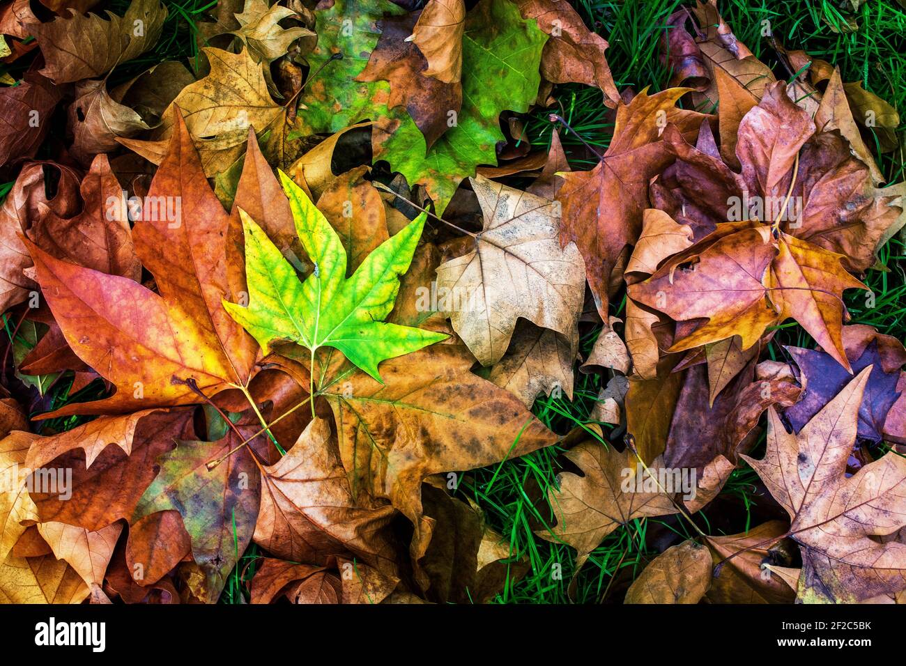 Colorful fallen autumn folliage Stock Photo - Alamy