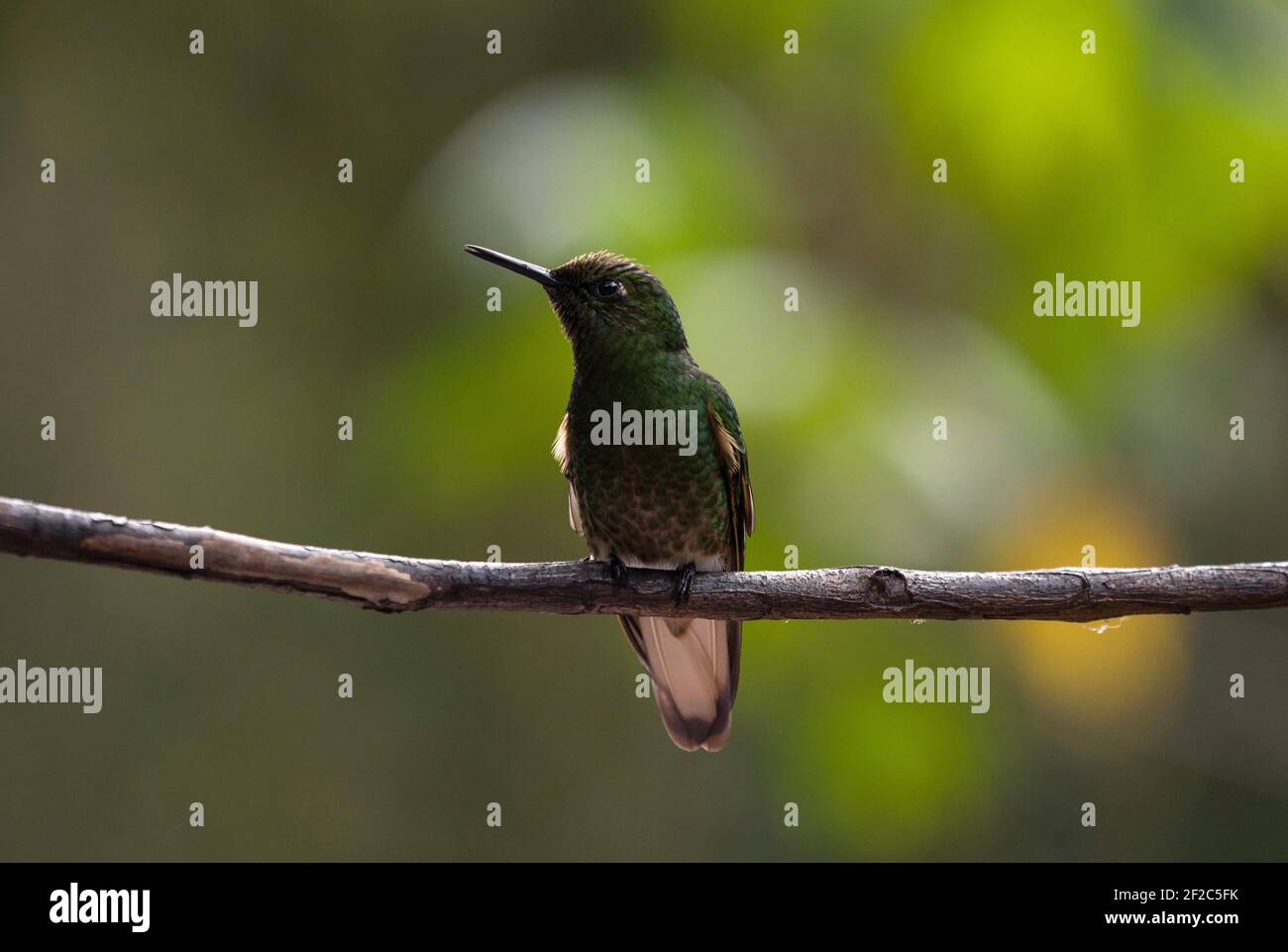 Isolated green buff-tailed coronet Boissonneaua flavescens hummingbird ...