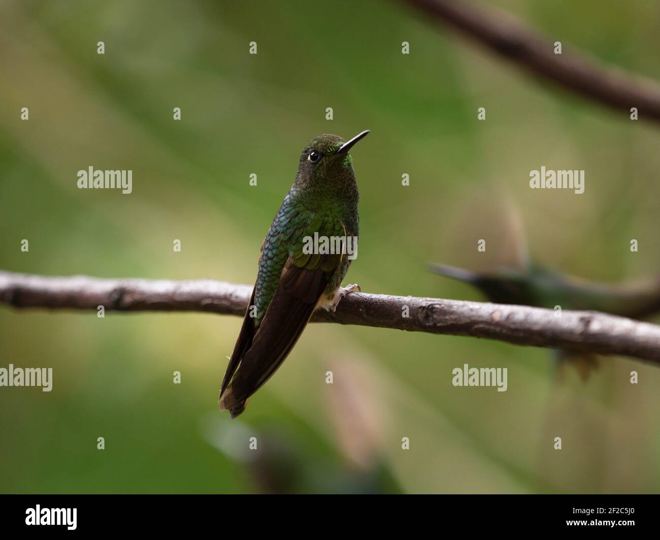 Isolated green buff-tailed coronet Boissonneaua flavescens hummingbird ...