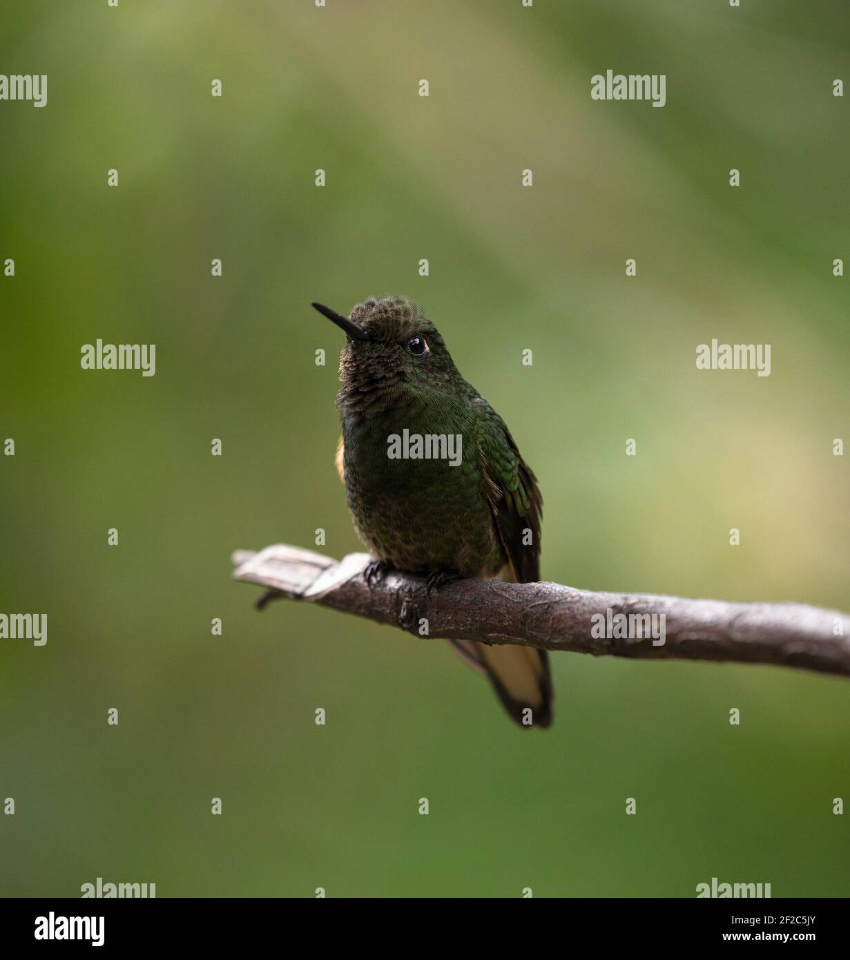 Isolated green buff-tailed coronet Boissonneaua flavescens hummingbird ...