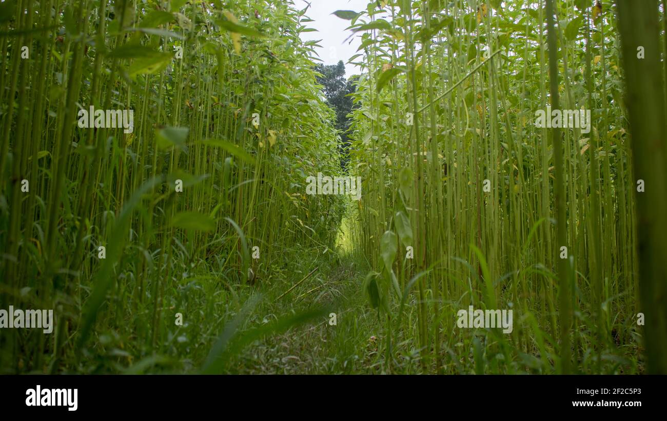 The field is full of jute. Jute arranged in rows. Images are in high ...