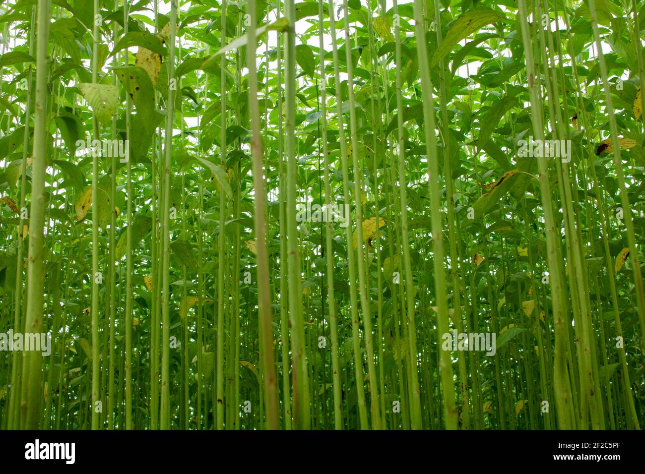 Jute bangladesh hi-res stock photography and images - Alamy