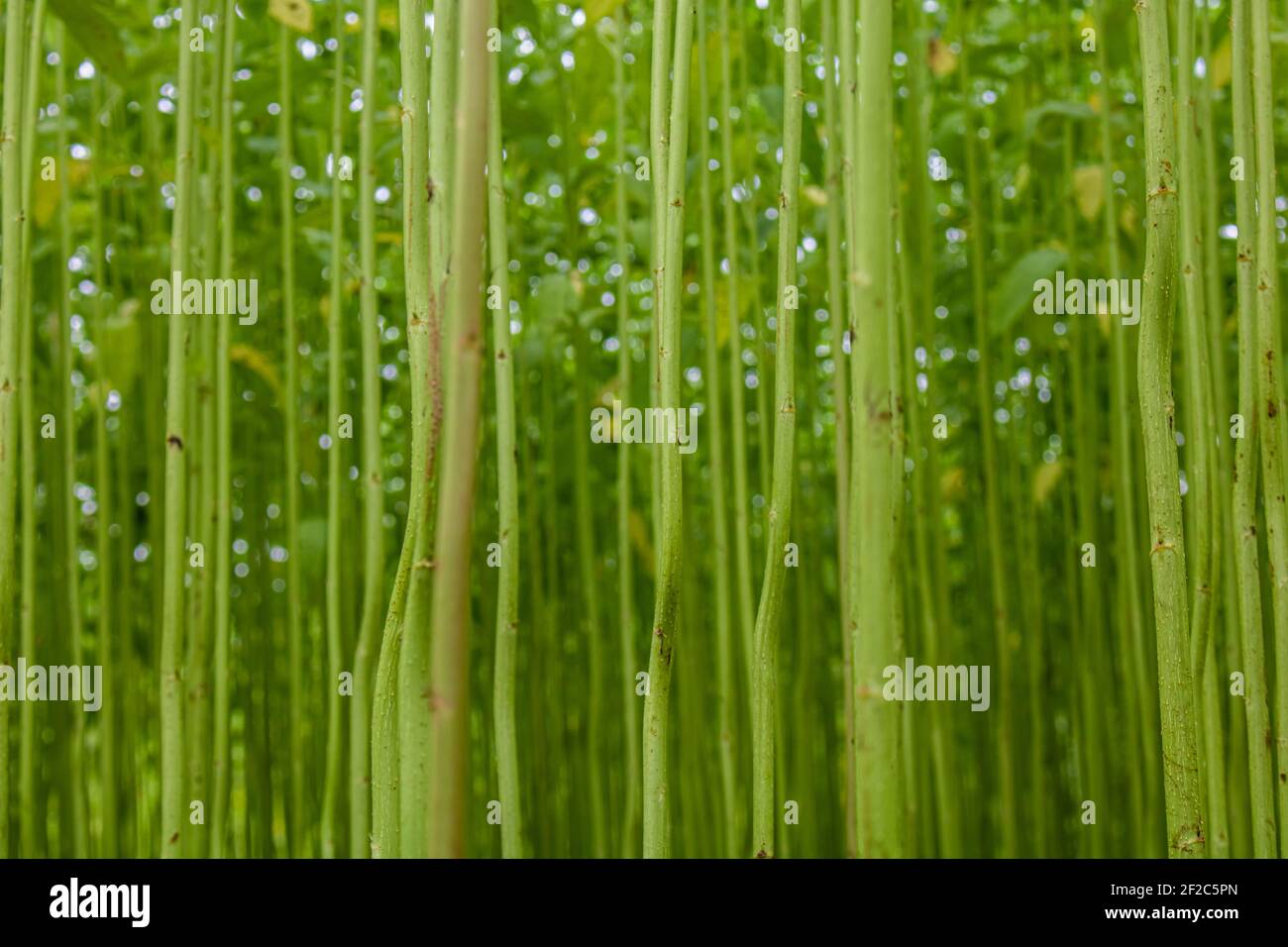 Arrange jute in the field of green jute. Row upon row of jute. Images ...