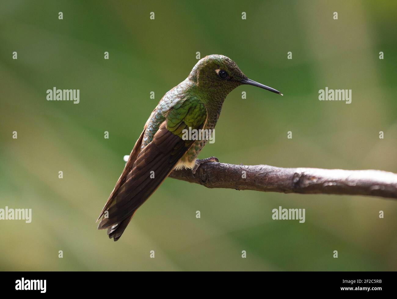 Isolated green buff-tailed coronet Boissonneaua flavescens hummingbird ...