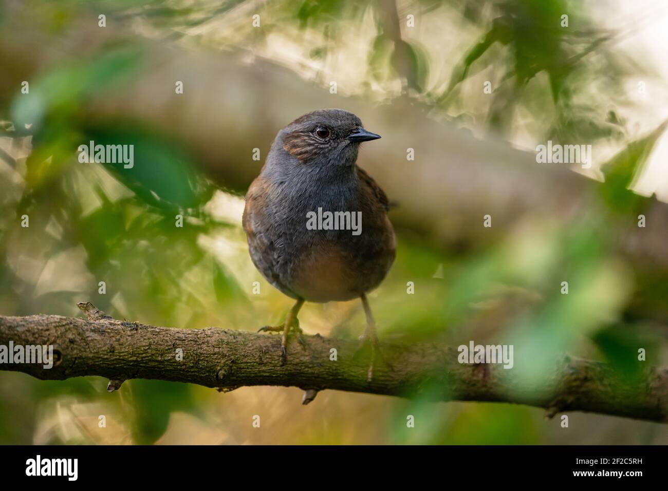 Dunnock (Prunella modularis) - a garden bird Stock Photo - Alamy