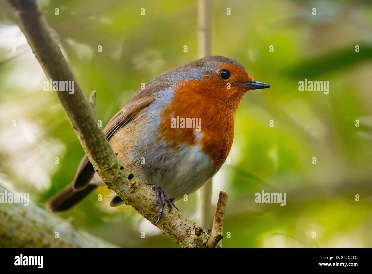 The European robin (Erithacus rubecula Stock Photo - Alamy