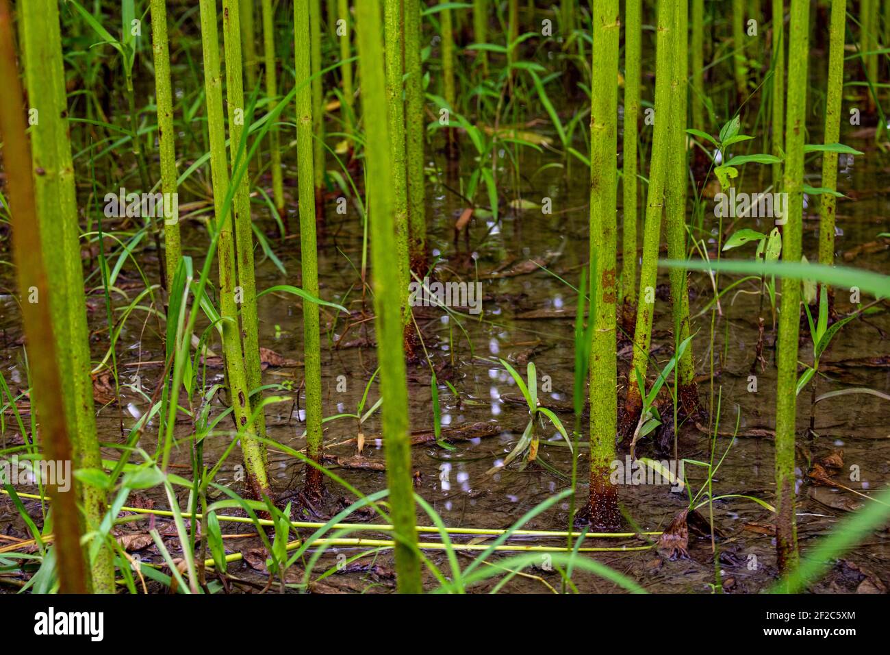 Arrange jute in the field of green jute. Row upon row of jute. Images ...