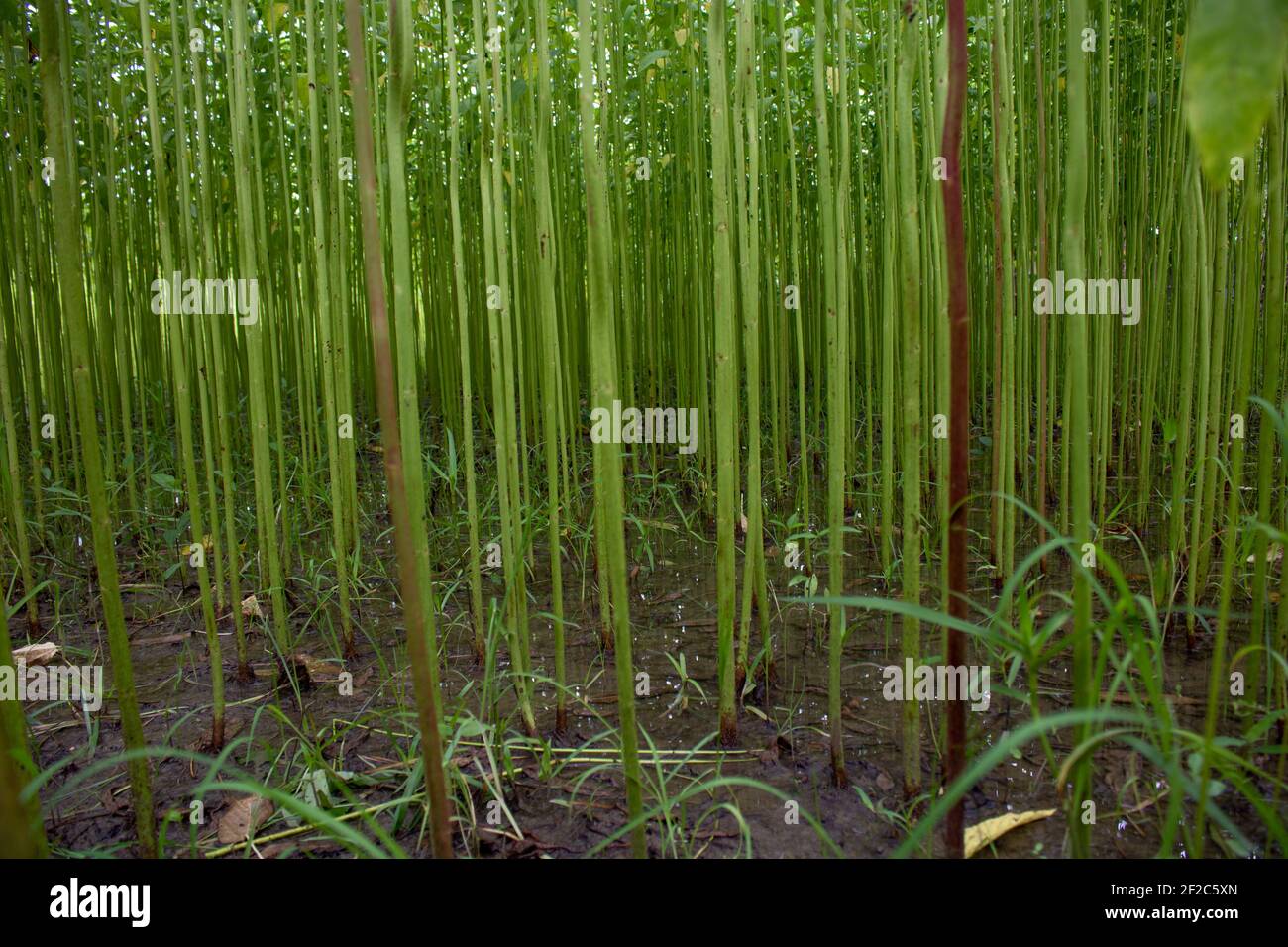 Golden Fiber Jute Land. It is the highest quality jute in Bangladesh. High-level close-up image ...
