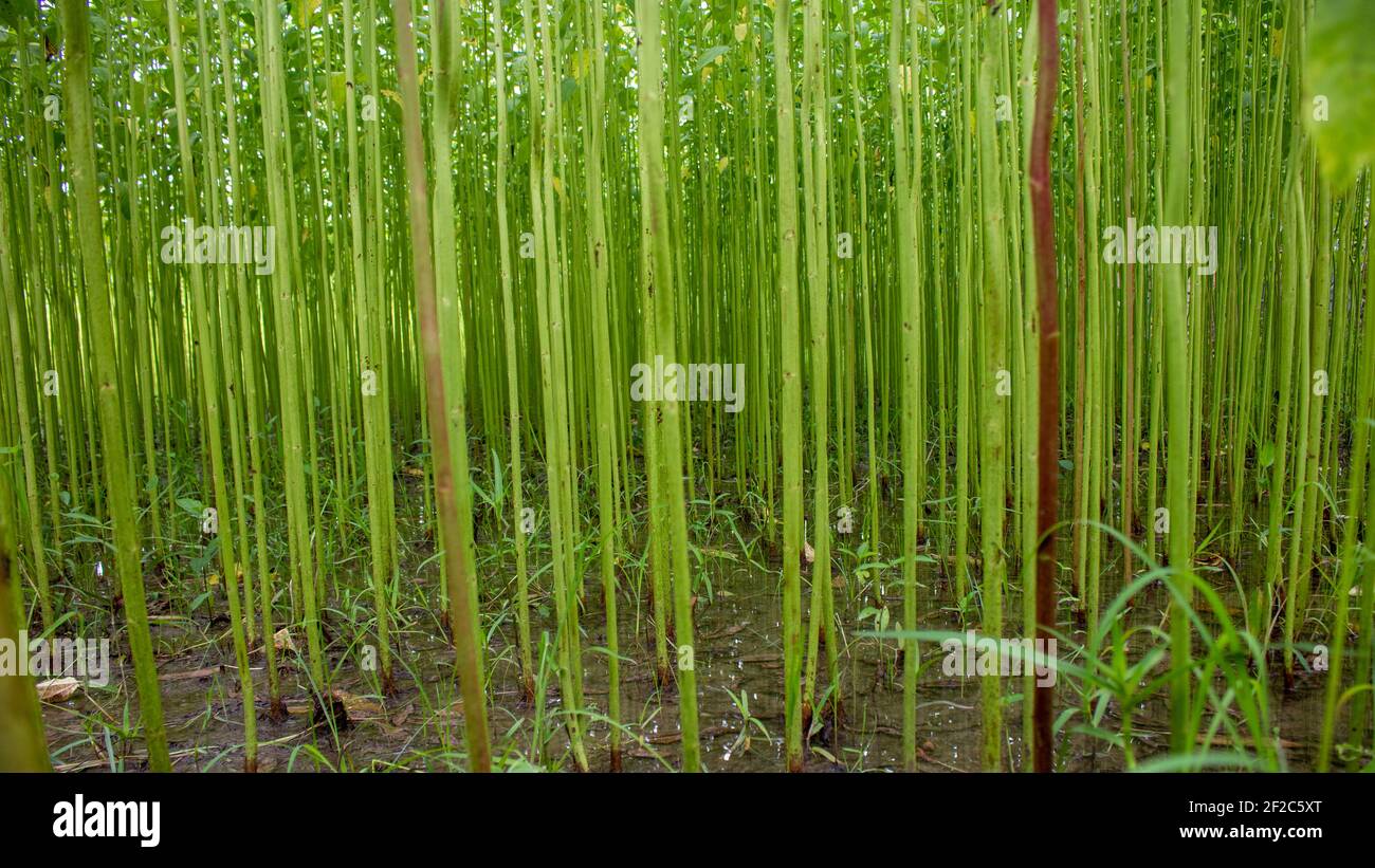 The field is full of jute. Jute arranged in rows. Images are in high ...
