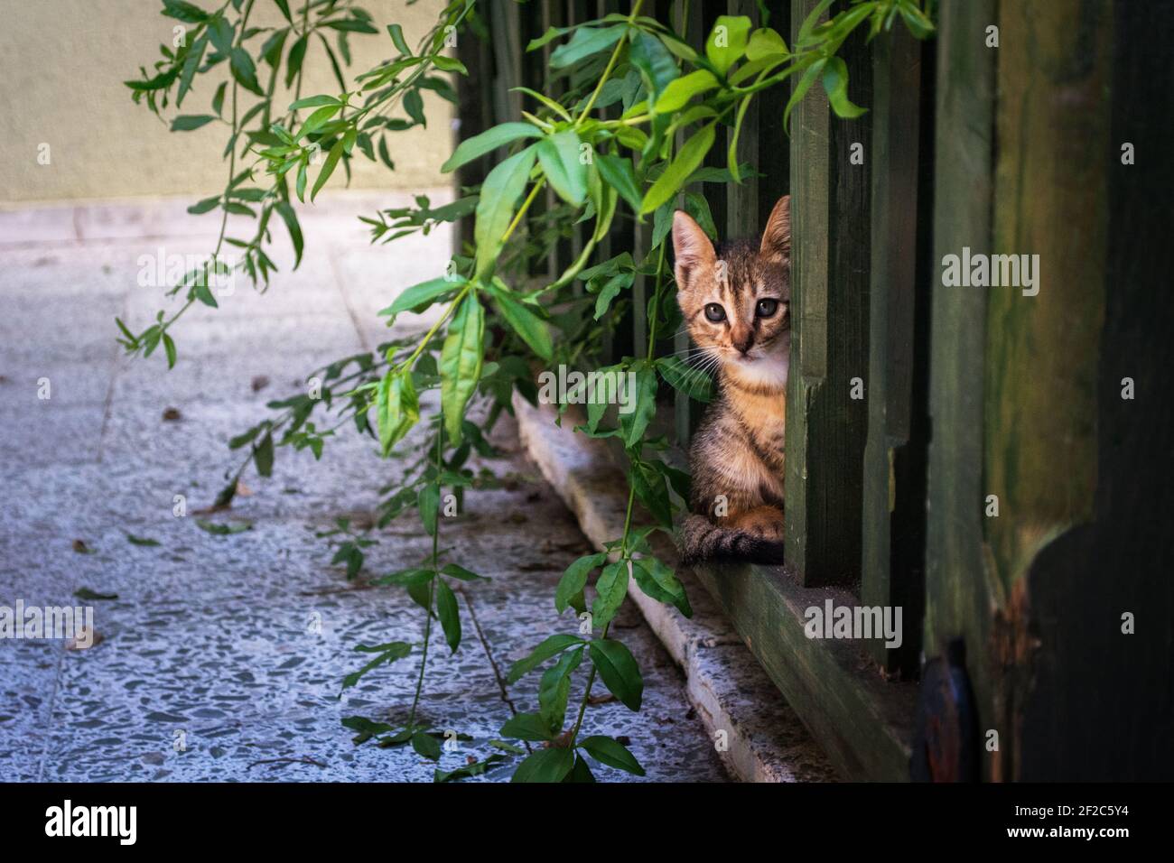 Cute kitten hiding in the fence Stock Photo - Alamy