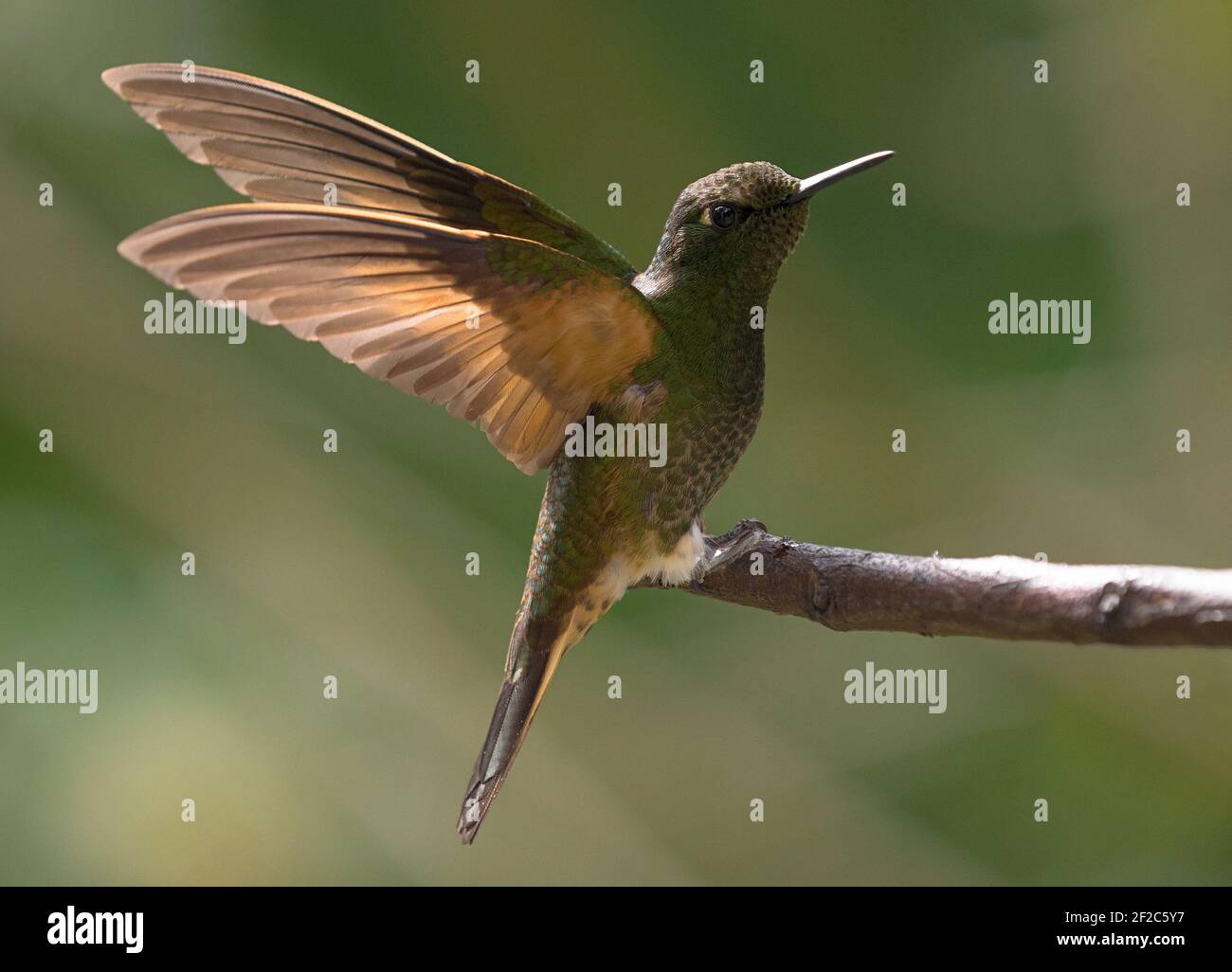 Isolated green buff-tailed coronet Boissonneaua flavescens hummingbird ...