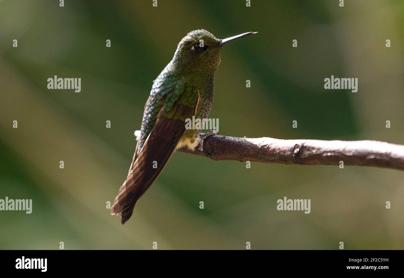 Isolated green buff-tailed coronet Boissonneaua flavescens hummingbird ...