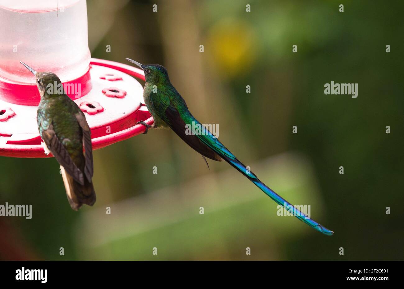 Buff-tailed coronet Boissonneaua flavescens and long-tailed sylph ...
