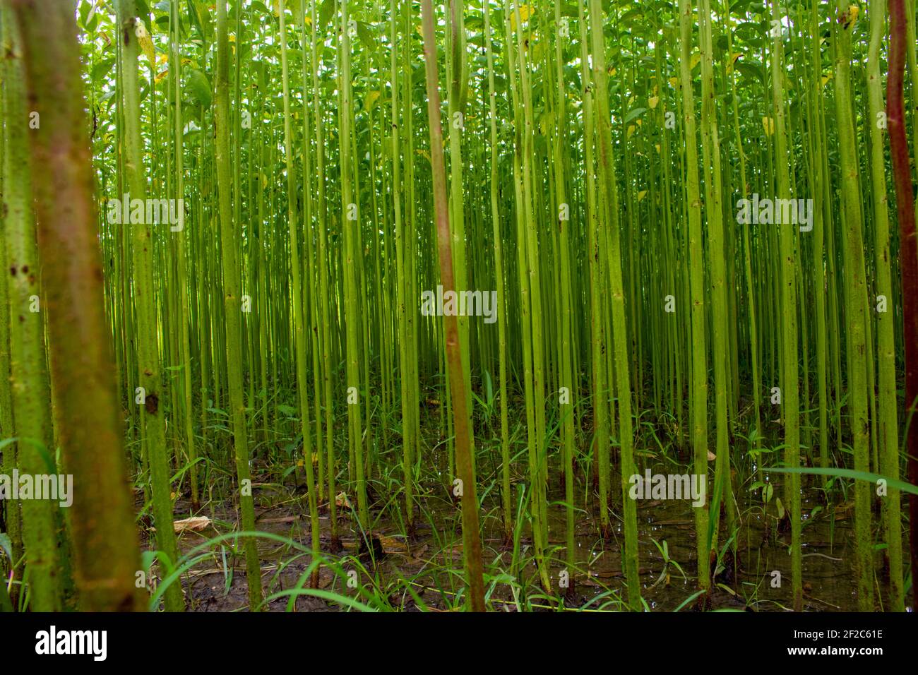 The field is full of jute. Jute arranged in rows. Images are in high ...