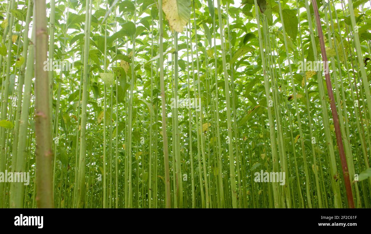 Golden Fiber Jute Land. It is the highest quality jute in Bangladesh. High-level close-up image ...