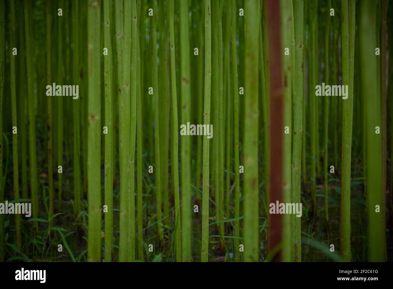 Arrange jute in the field of green jute. Row upon row of jute. Images ...