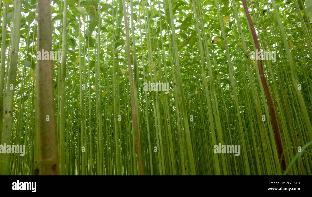Arrange jute in the field of green jute. Row upon row of jute. Images ...