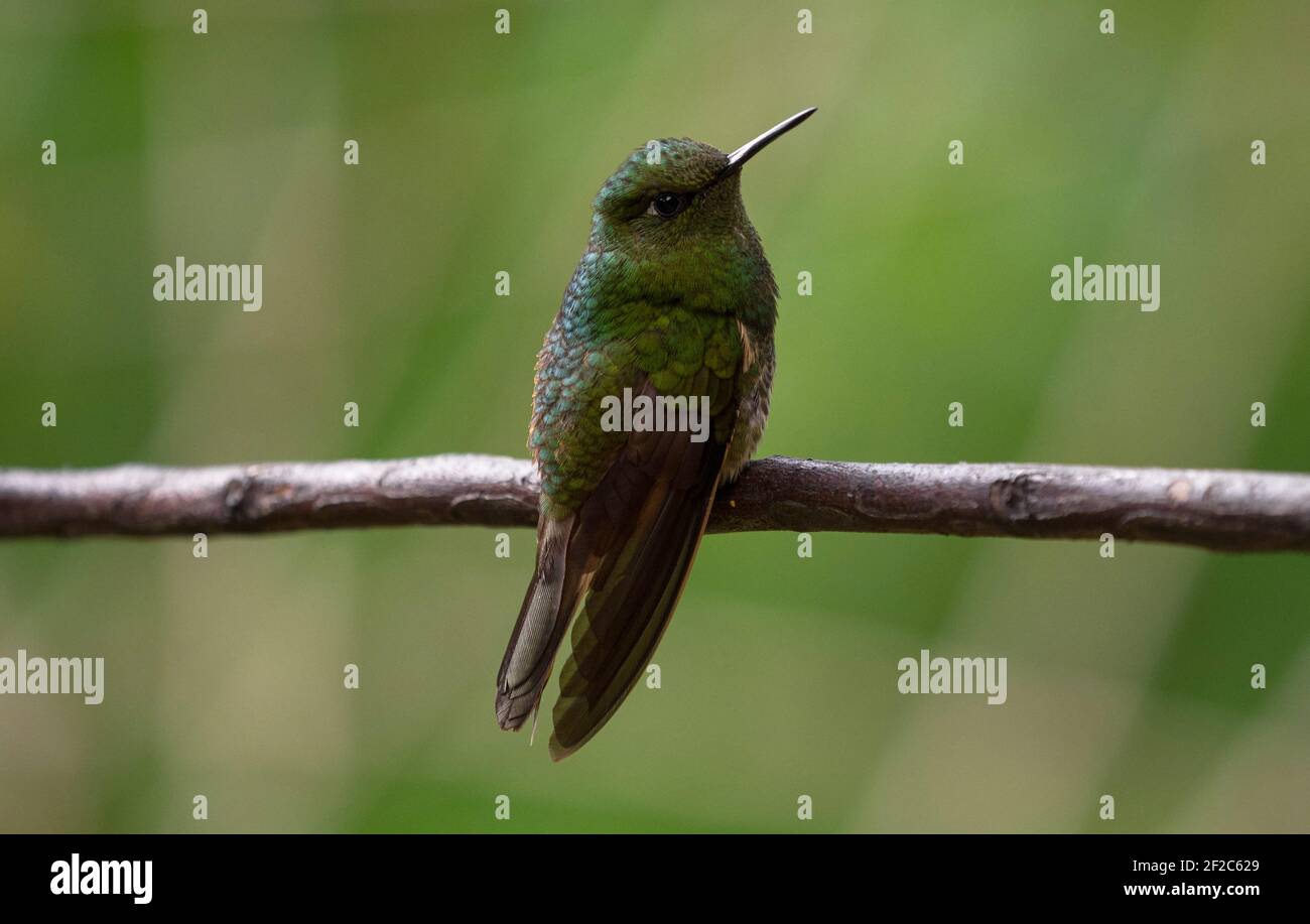 Isolated green buff-tailed coronet Boissonneaua flavescens hummingbird ...