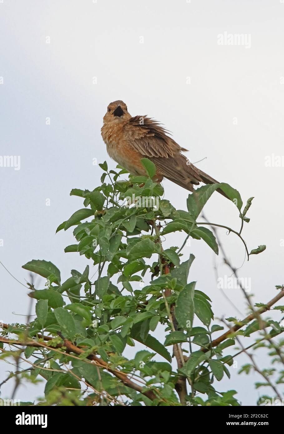 Lark tree hi-res stock photography and images - Alamy