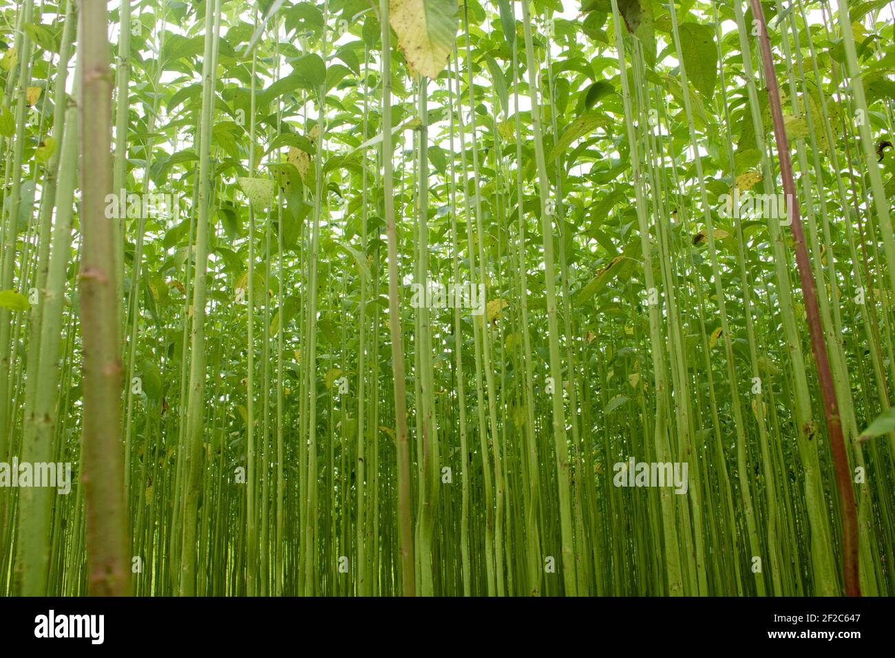 Jute bangladesh hi-res stock photography and images - Alamy